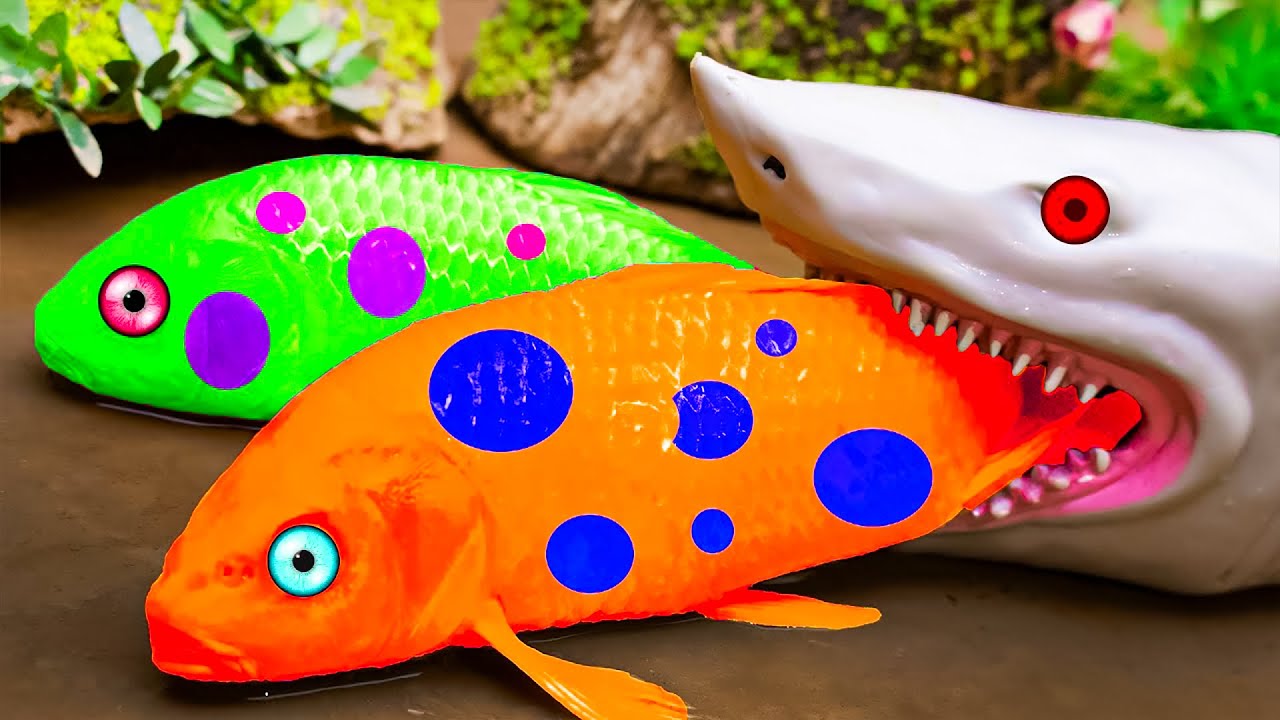 New 💕 FUN VIDEOS OF FISH💕Stop Motion ASMR Koi Fish Suppressed Under ...