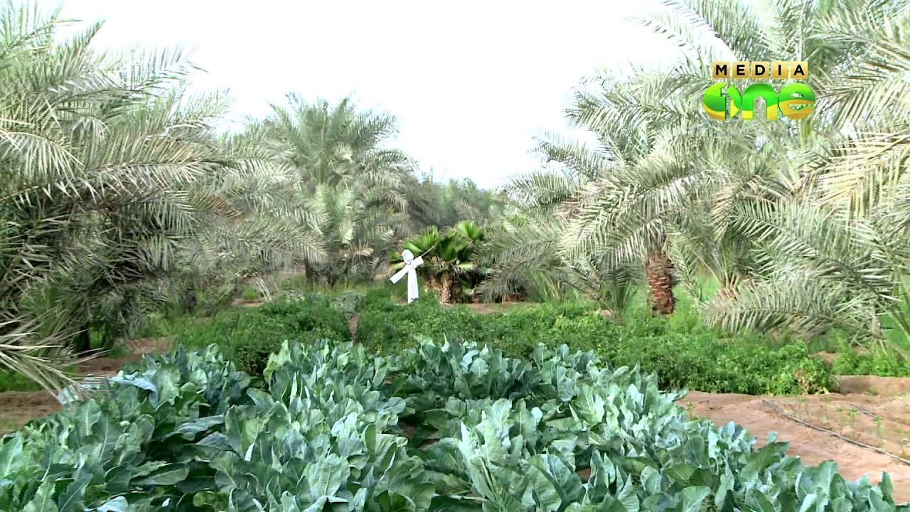 Deshadanam (Rasheed Parakkal) Episode 5, Seg 2 - YouTube