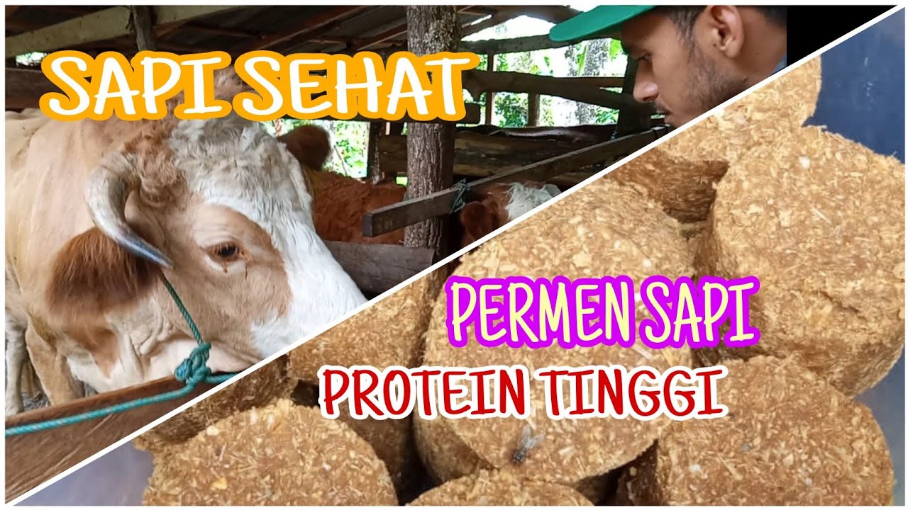 CARA MUDAH DAN SEDERHANA PEMBUATAN PERMEN SAPI | KHASIAT TINGGI - YouTube