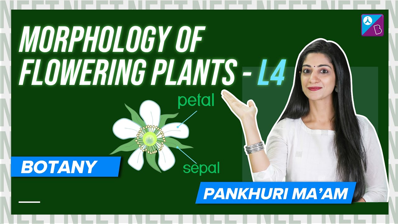 Inflorescence and its Types - Morphology of Flowering Plants Class 11 Biology Concept | NEET ...