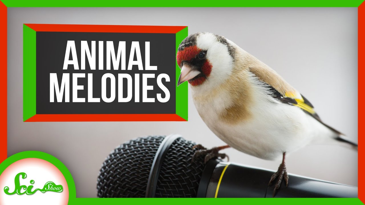 Animal Melodies: 5 of Nature’s Sweetest Singers - YouTube