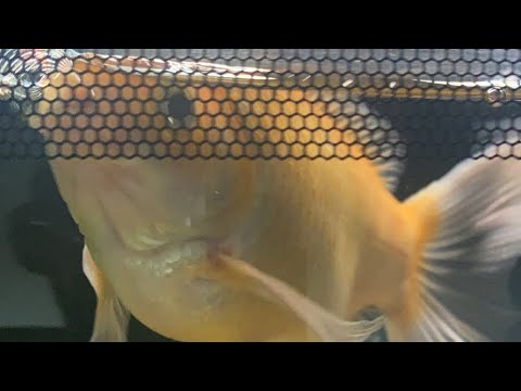 Fish be with you - YouTube