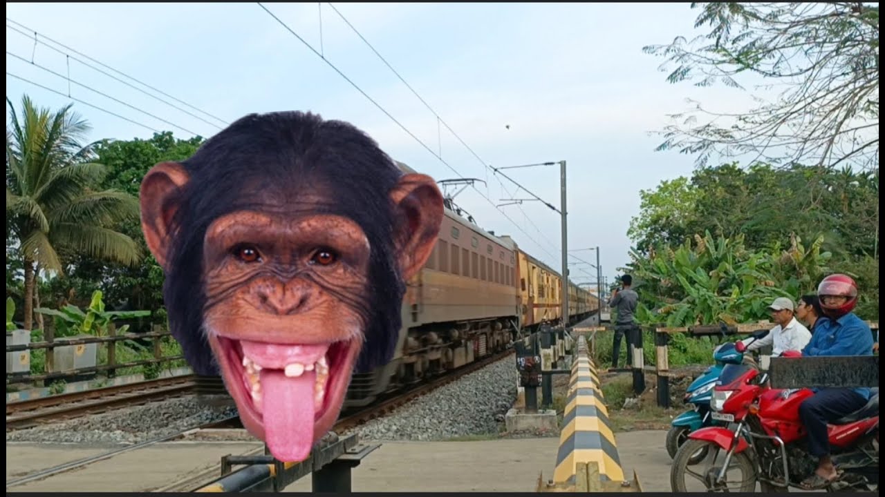 Dangerous Chimpanzee Headed Teesta-Torsa Express Furious Crossing At ...