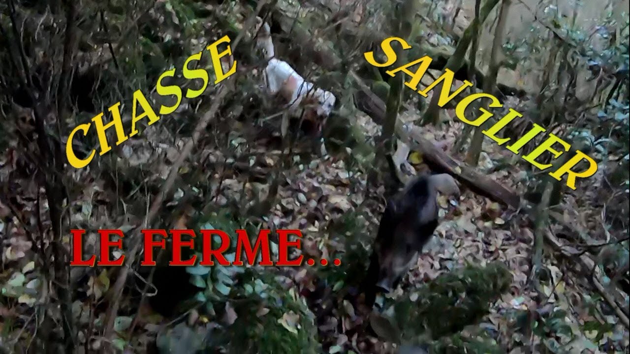 Chasse aux sangliers. Ferme + charge... - YouTube