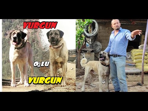 ANTEP VURGUN OĞLU VURGUN