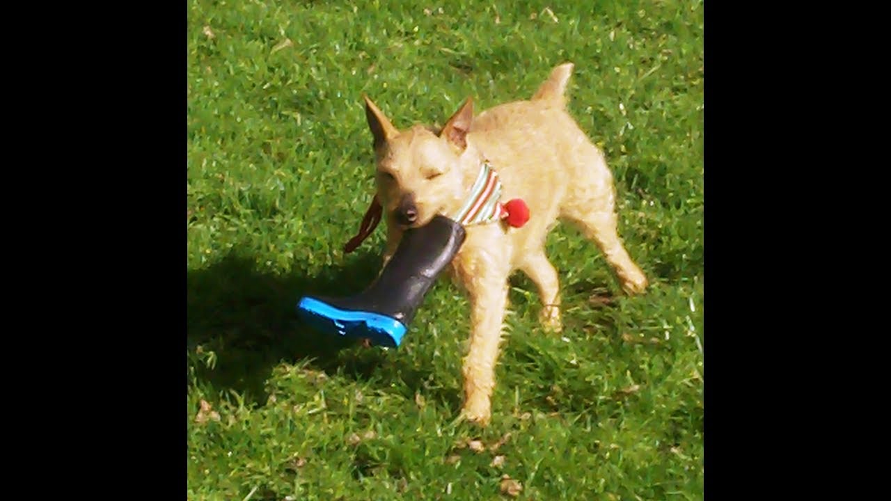 Patterdale Pip finds Cocker Murphy's wellington. - YouTube