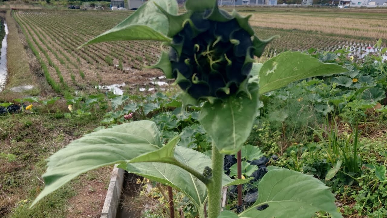 Sofmap／HELLO，SOFMAP WORLD【うたスキ動画】 - YouTube