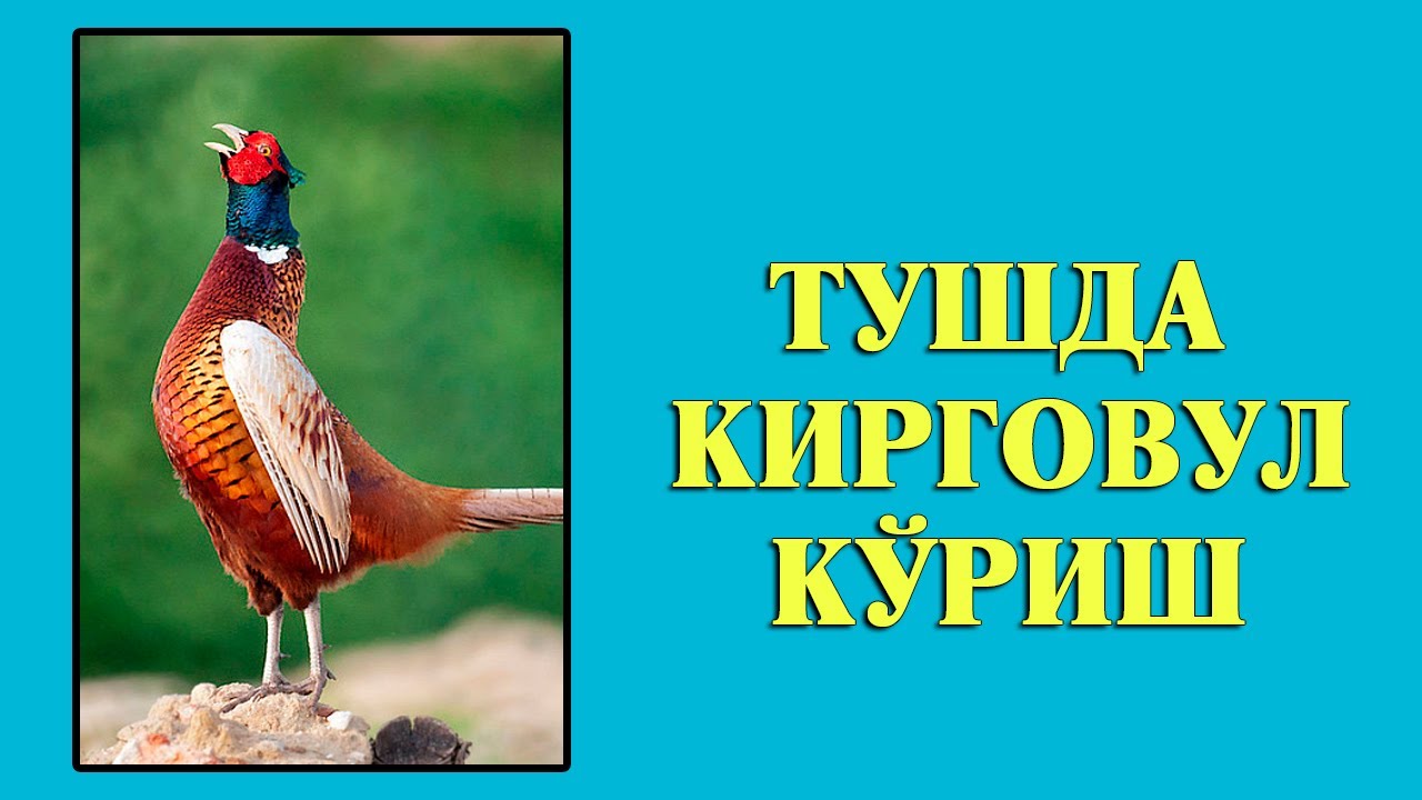 Туш табири - Тушда Кирговул Фазан тустовук куриш - YouTube