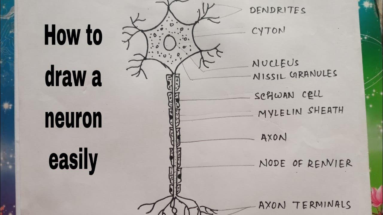How to draw structure of neuron step by step /easily | easy way to draw structure of neuron ...