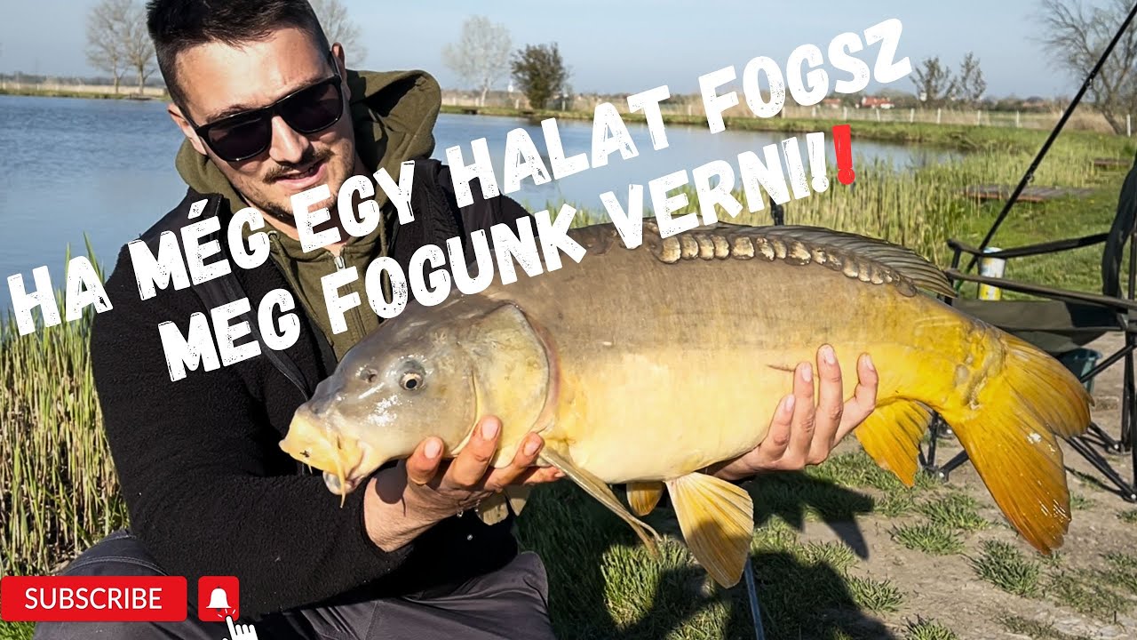 Ponty horgászat a Szíki-tavon. 🤣😎😱🐟 #fishing #carpfishing # ...