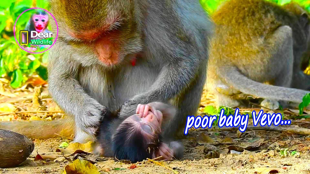 Most adorable newborn VeVo, the baby's gentle journey plays a pity and ...