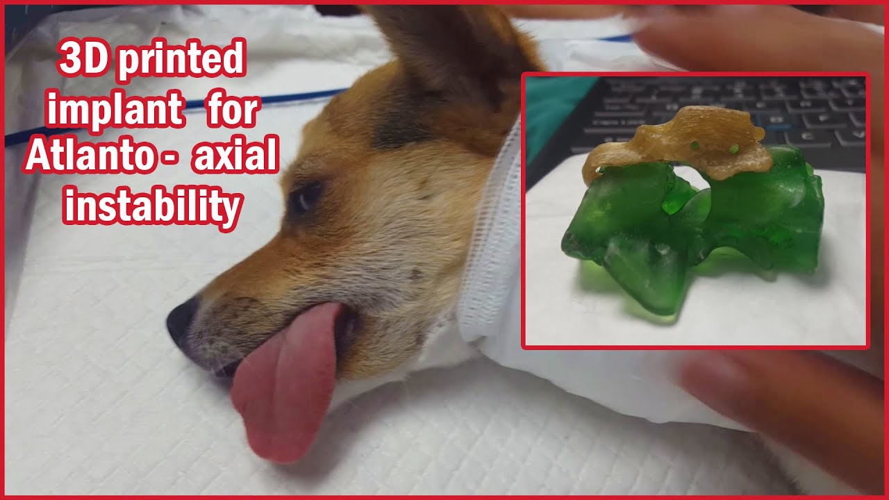 Atlantoaxial instability, 3D personalized implant for a dog - YouTube