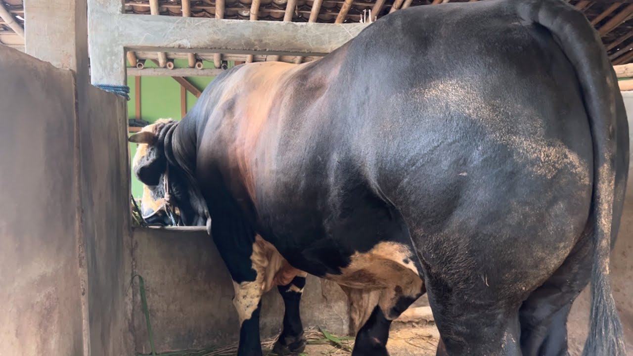 SAPI MONSTER 1.3 TON GORIS MAKAN SORE ‼️🔥🔥🔥 - YouTube