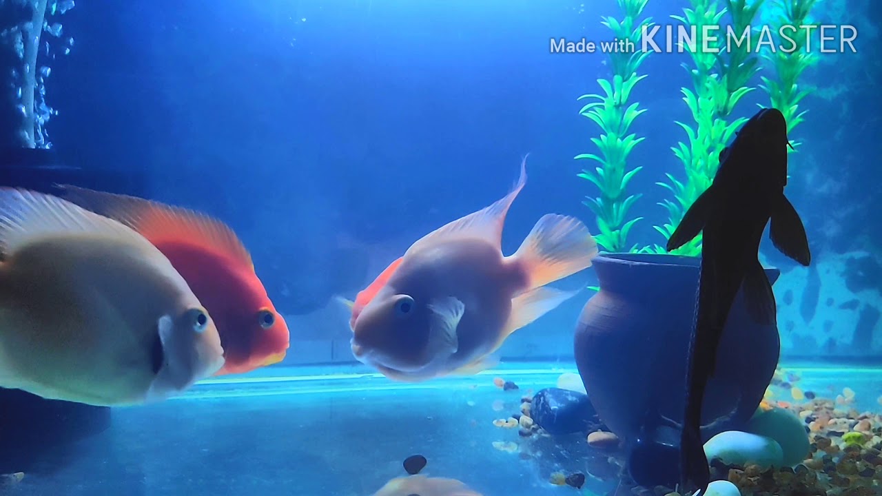 Parrot fish fighting each other ️ - YouTube