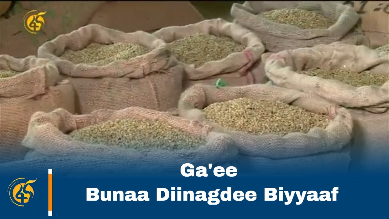 Ga'ee Bunaa Diinagdee Biyyaaf - YouTube