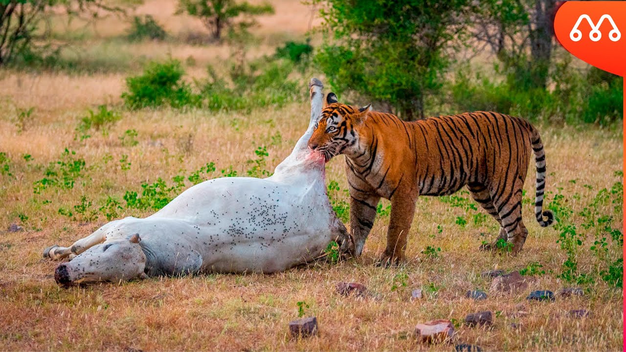 TIGRE ATACA VACA - YouTube