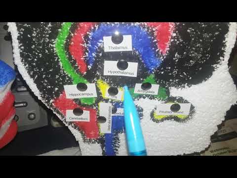 AP Psychology 3D Brain Project - YouTube