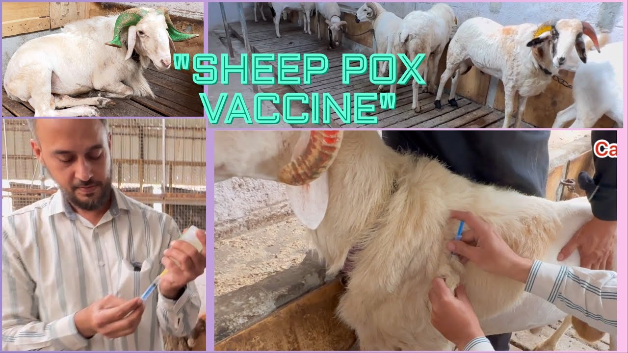 Alert!! Sheep and Goat Pox Vaccine - Get your cattle vaccinated ...