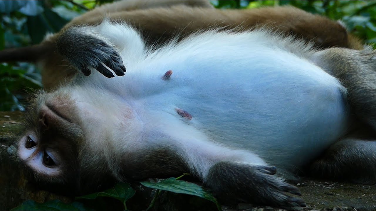 Monkey Nanda Being So Hard With Napping Time From Her Huge Belly Term ...