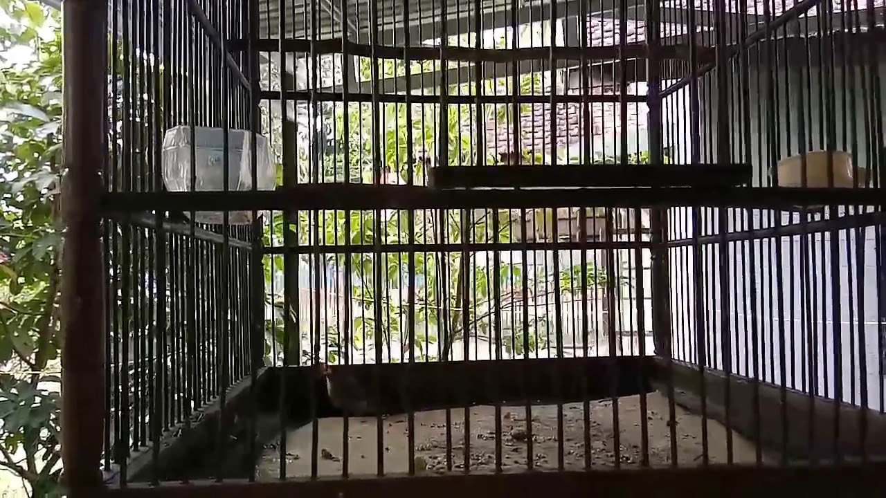 Burung kemade makan cherry - YouTube