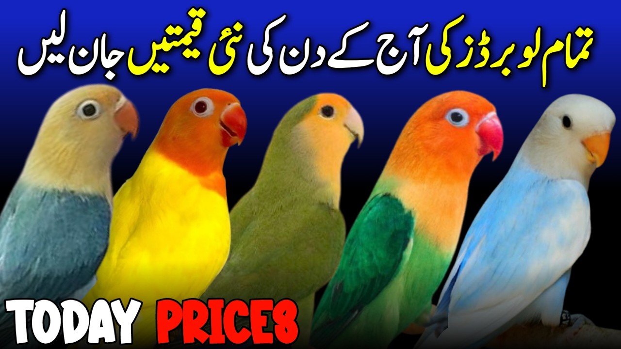 love birds price update 2026 | lalukhet birds market love birds price ...