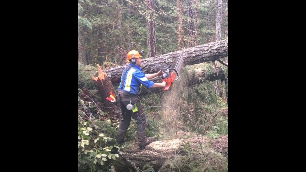 PORTED DOLMAR 7300 IN BIG BLOW DOWN PATCH - YouTube