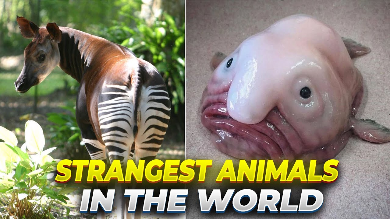 Strangest Animals On Earth: Weirdest Animals - YouTube