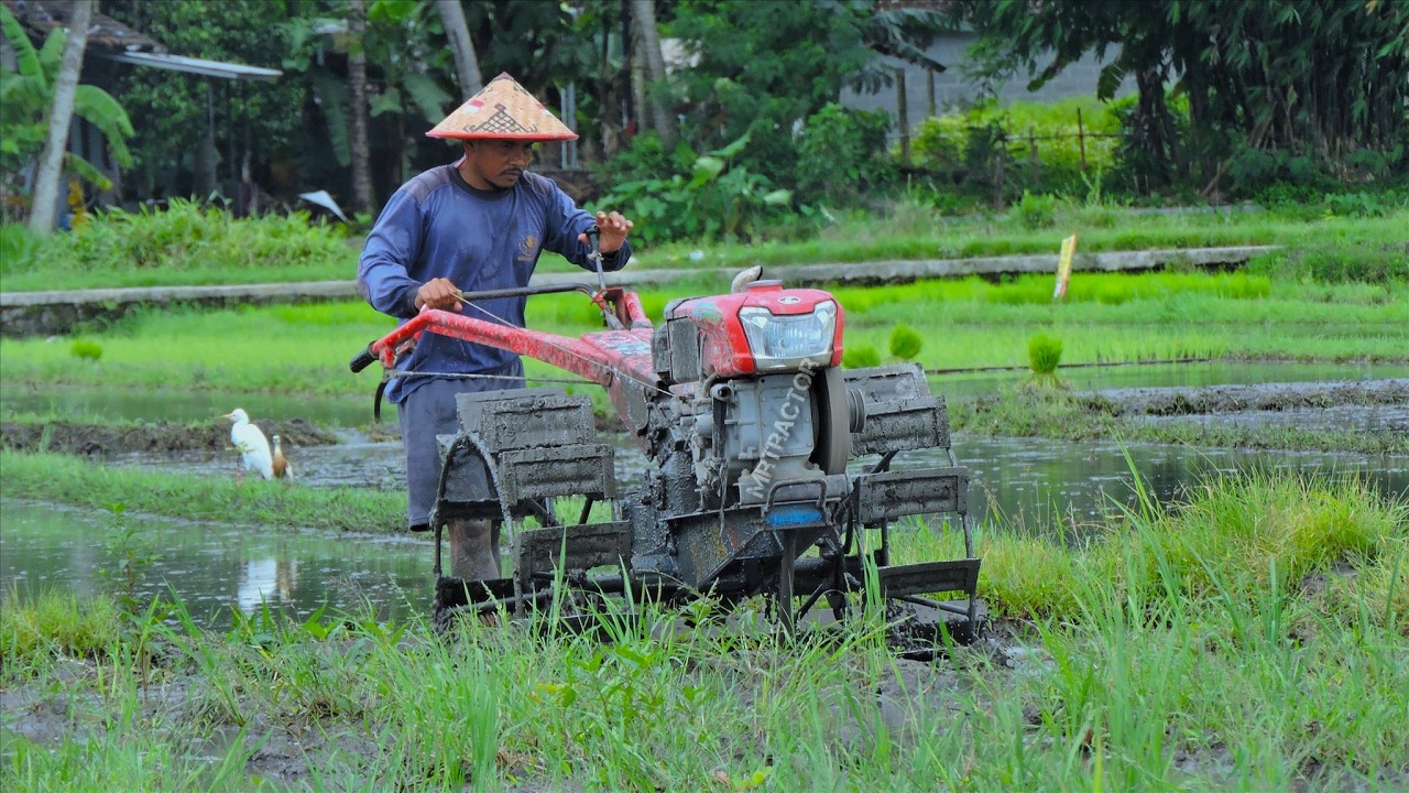 Farmer Preparing Rice Field Using Two Wheel Diesel Tractors - YouTube