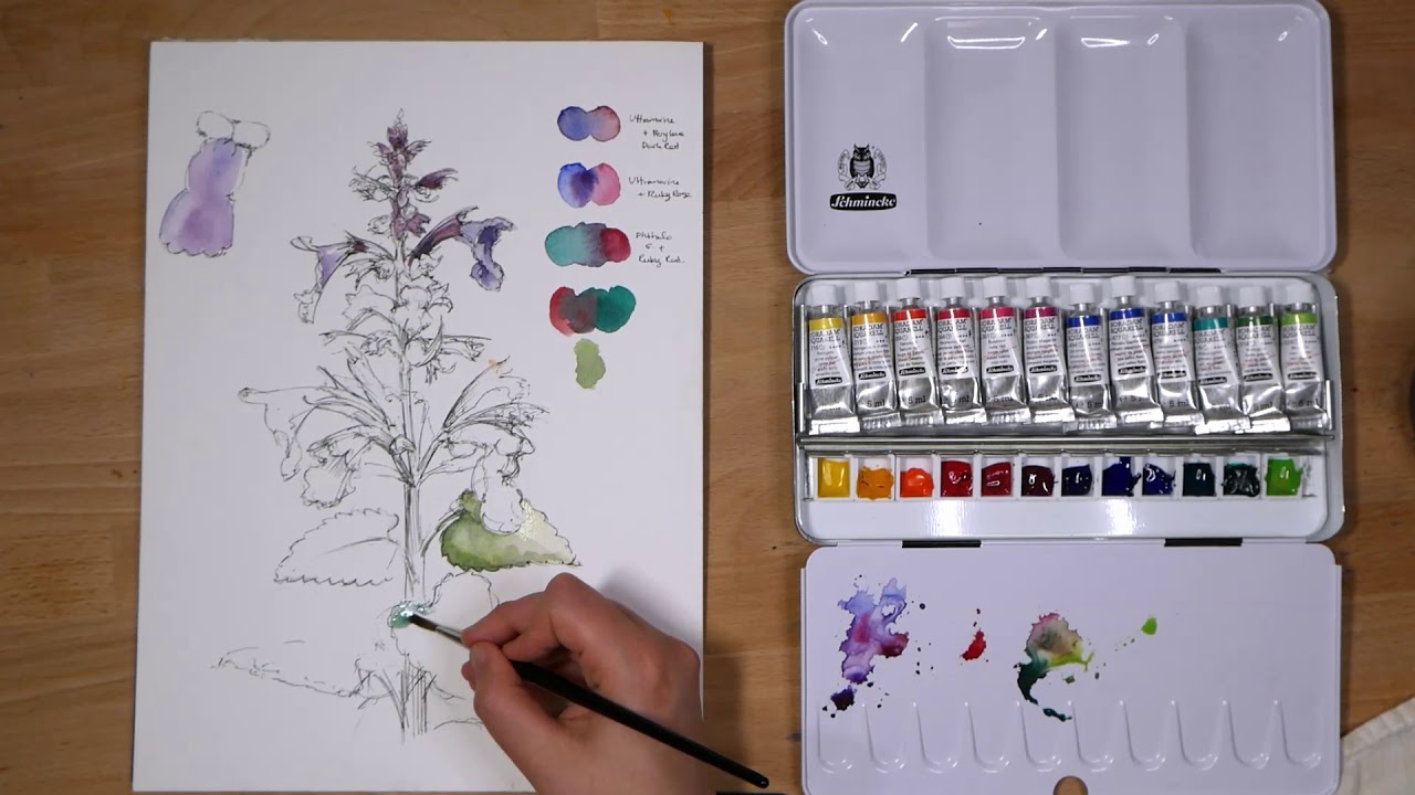 Painting Catnip with a Schmincke Horadam 12 Tube + Pan Set - Collab ...