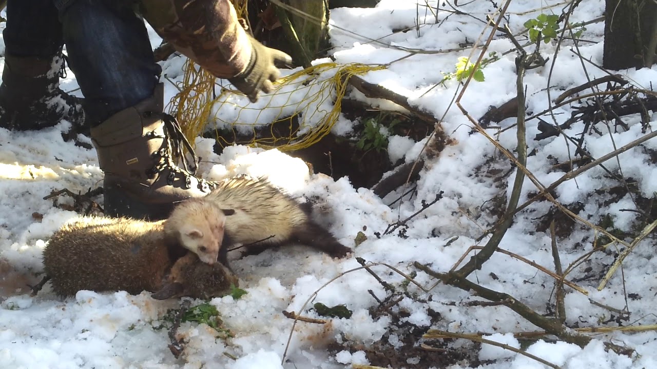 Ferreting Rabbits - YouTube