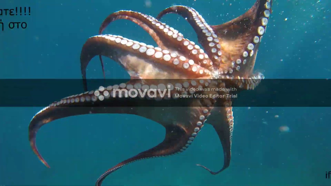Μεγαλα χταποδια!@@great catch octopus 2020!!!! Ψαροντουφεκο χταπόδια ...