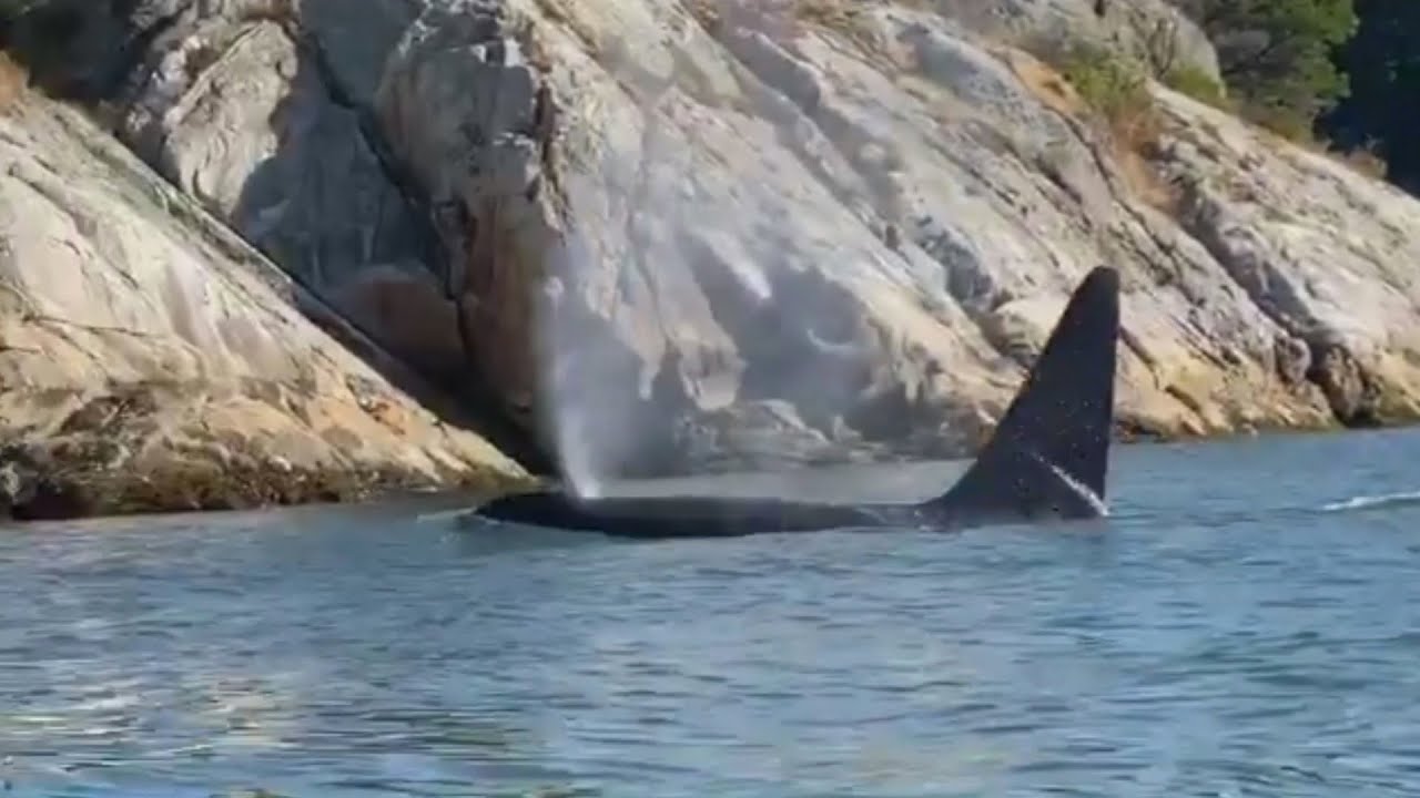 Long-distance swimmer gets close-up look at pod of orcas | Bright side ...