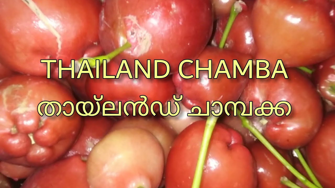 Thailand chamba // തായ്‌ലൻഡ് ചാമ്പക്ക - YouTube