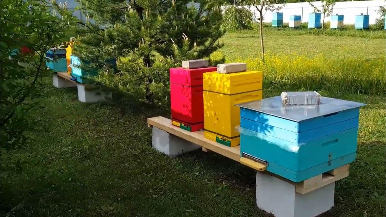 Подсадка плодных маток в семью. Метим плодных маток из нуклеуса. - YouTube