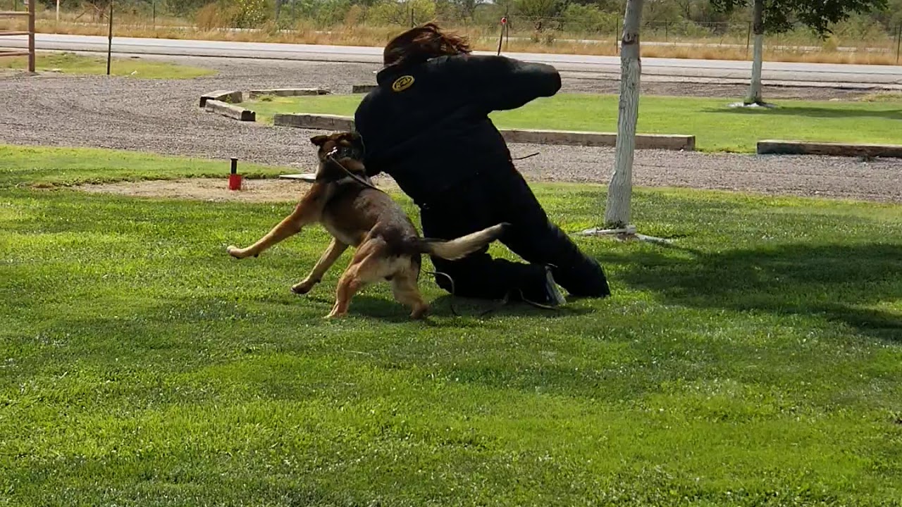 K9 Dog Bite - YouTube