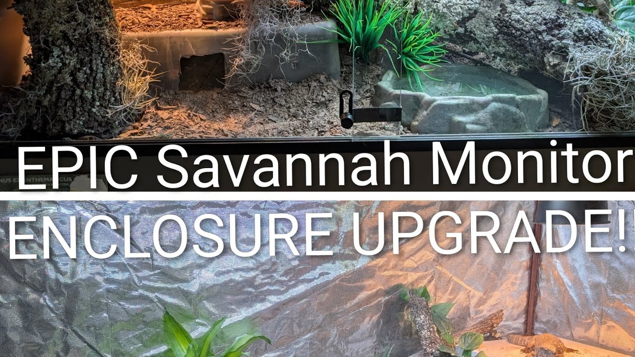 Savannah Monitor ENCLOSURE UPGRADE!! EPIC mansion for my monitor ...
