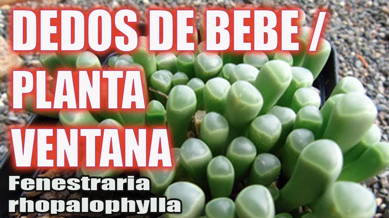 PLANTA DEDOS DE BEBE - El jardin de Monii - YouTube