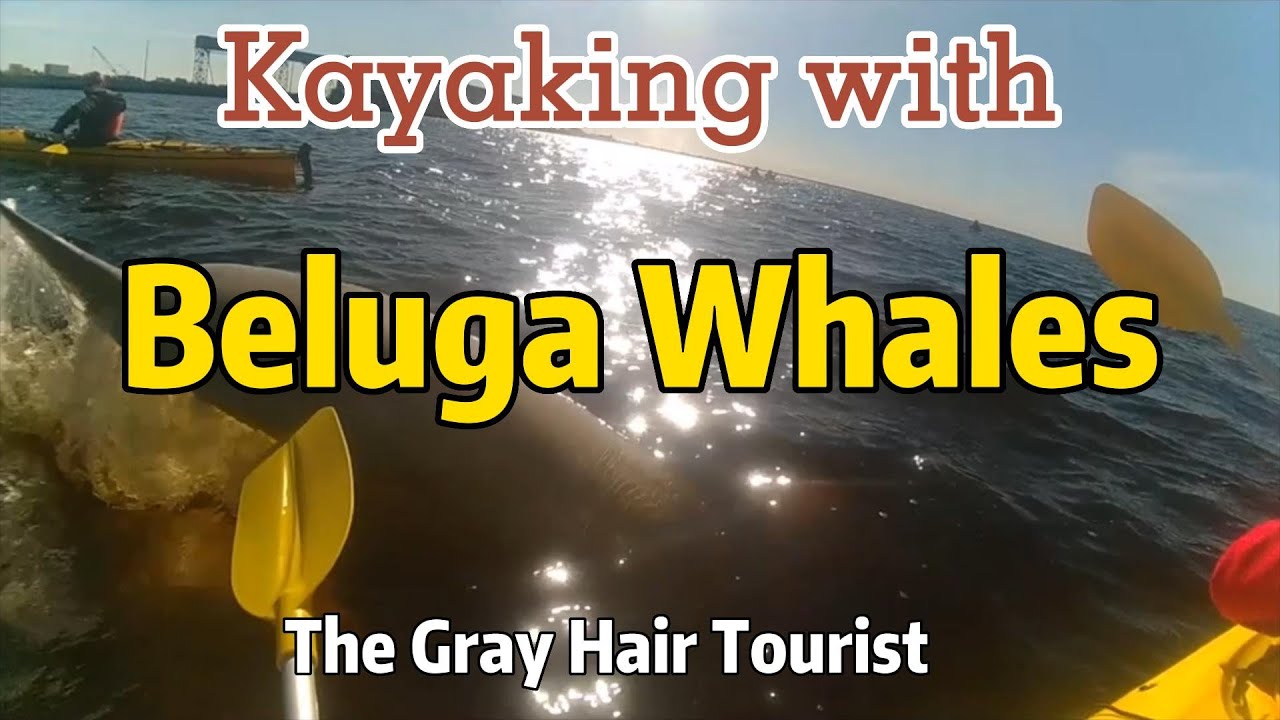 Kayaking with Beluga Whales in Churchill Canada with The Grey Hair ...