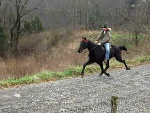 Standardbred Speed Racking Pacing Horse **SOLD** Video #1 of 2 - YouTube