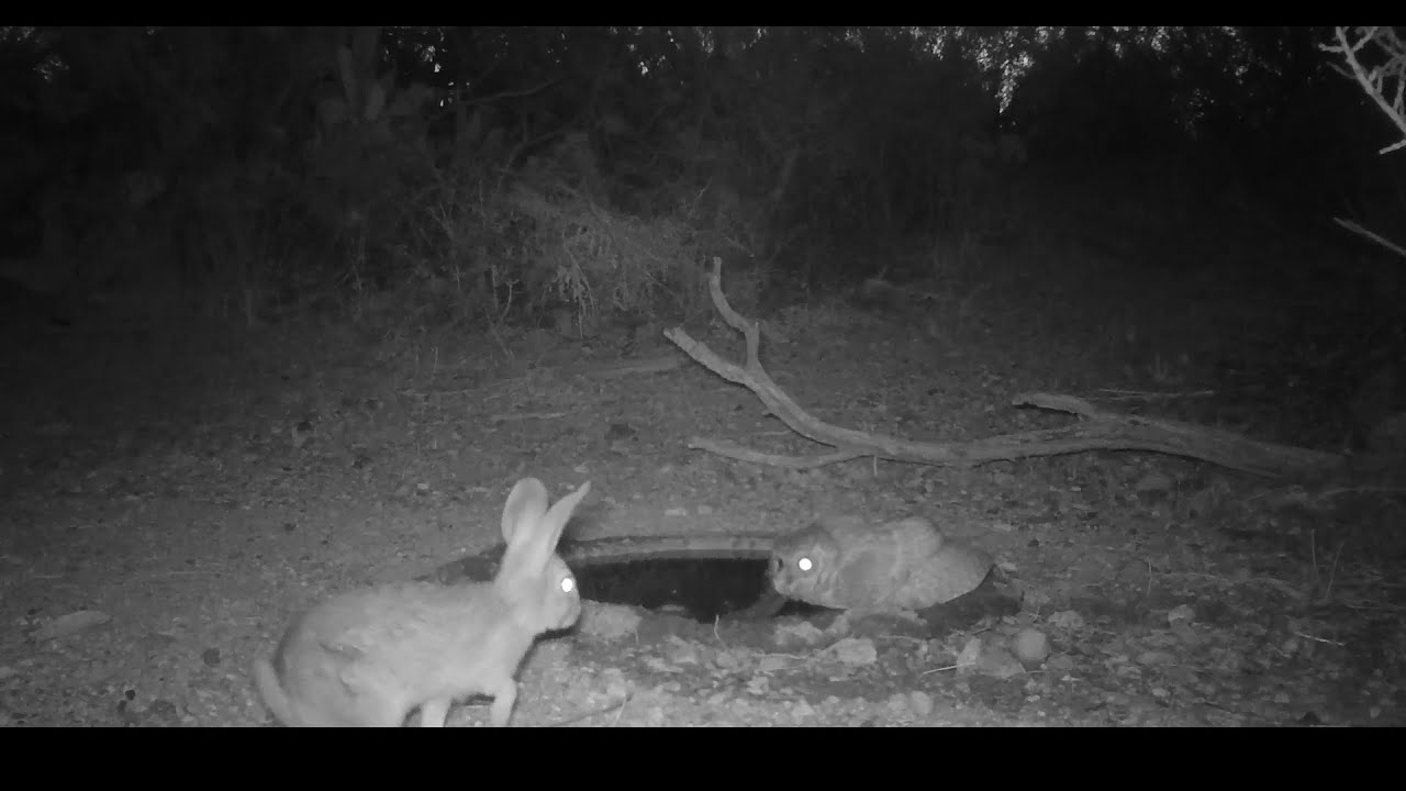 The Rabbit and the Owl - YouTube