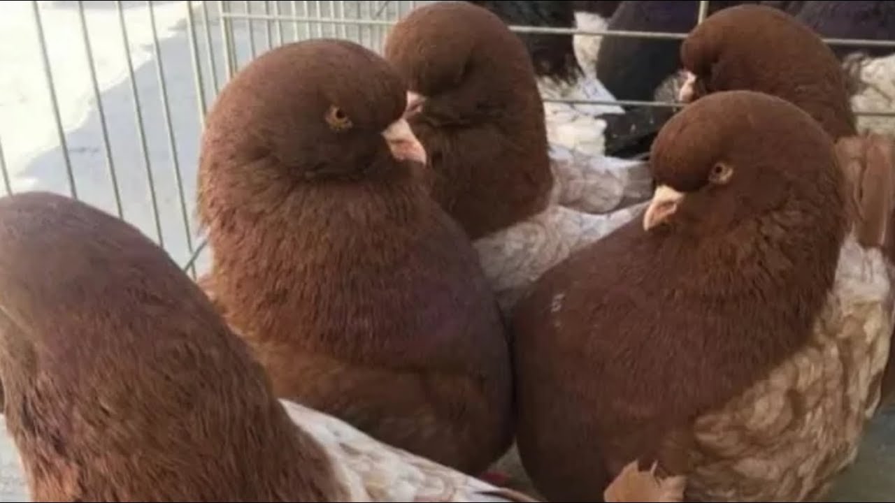 Modena pigeons lofts & fantil pigeon collections - YouTube