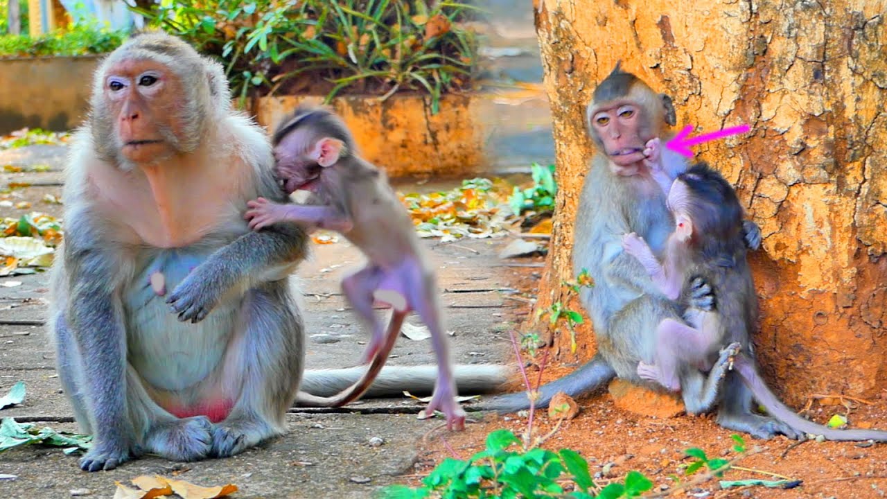 Aww...Tiny baby monkey EMOLY un-happy with mom EMILA but he happy to ...