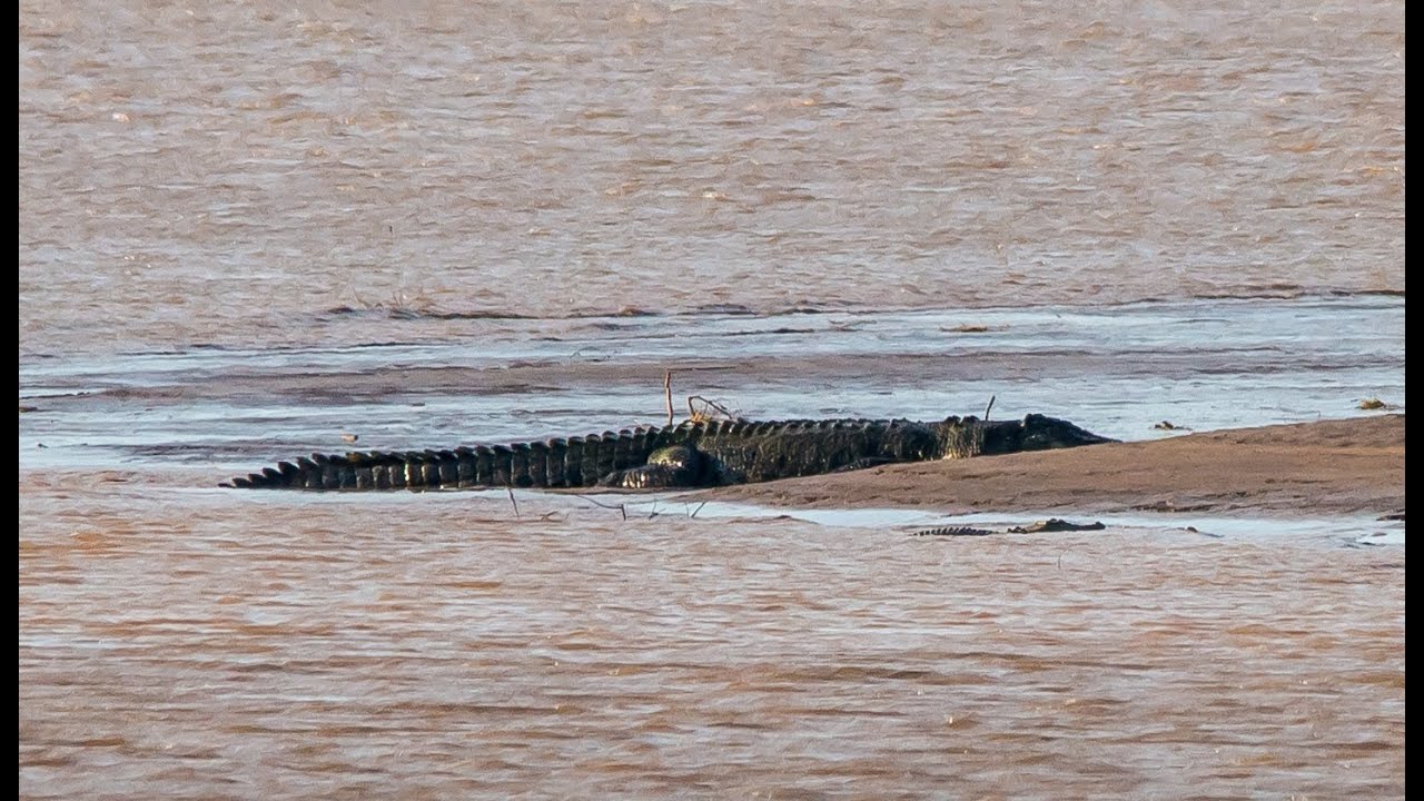 Amazing footage of giant 7m crocodile - Filmed in the wild! - YouTube