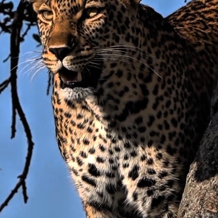 lionness vs Leopard: Who Will Win? - YouTube