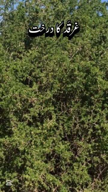 What Is Gharqad Tree? || Tree Of Jews || شجر غرقد|| 🌳#sunehrihaqaiq # ...