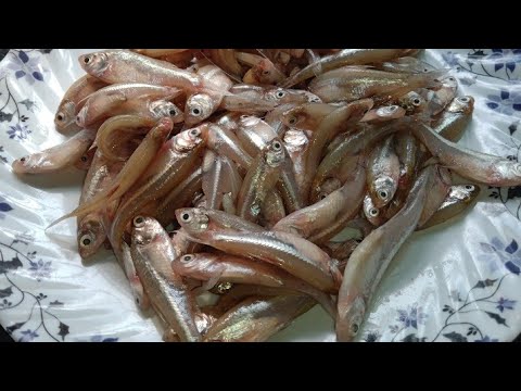 মোরোলা মাছের দুর্দান্ত স্বাদের রেসিপি।।morola fish recipe in bengali ...
