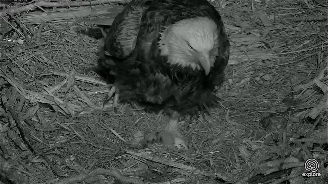 2017/04/02 Decorah NN The third chicks will hatch soon - YouTube