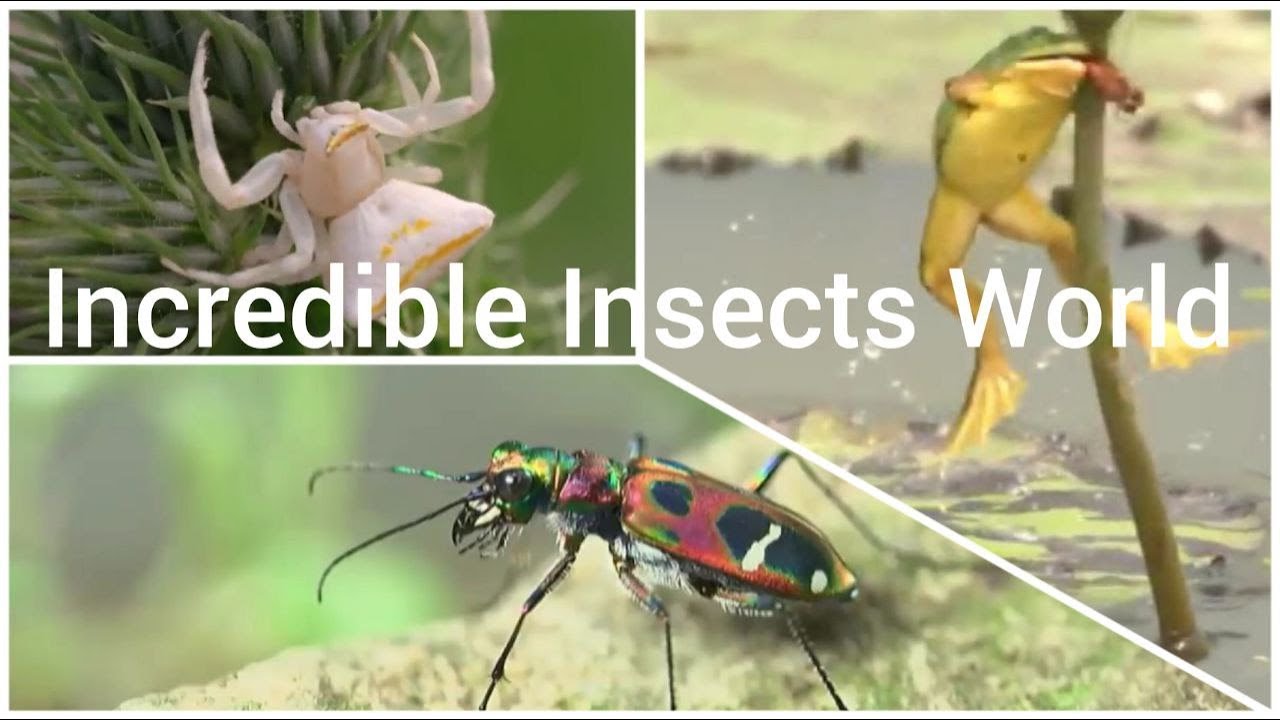 Incredible Insect Predators And Prey - Wonderful Animal World - YouTube