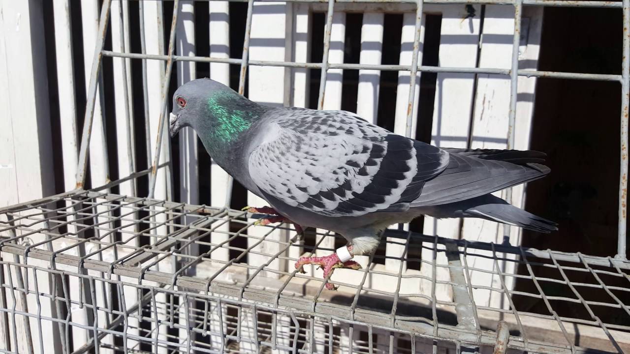 Pigeon continuing her flight having received a bullet in the chest (4k ...