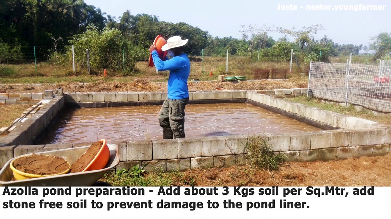 How to prepare an azolla pond. - YouTube